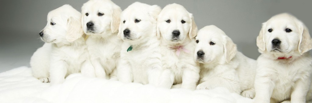 English Cream Puppies